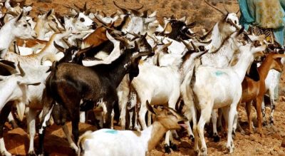 Somali Goat - Breed Profile - Goat Journal